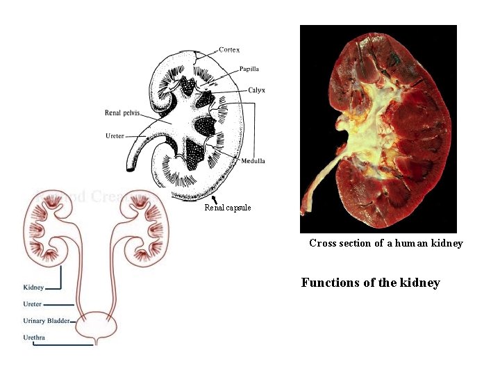 Kidney Development What does a mature kidney look