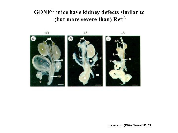 Kidney Development What does a mature kidney look
