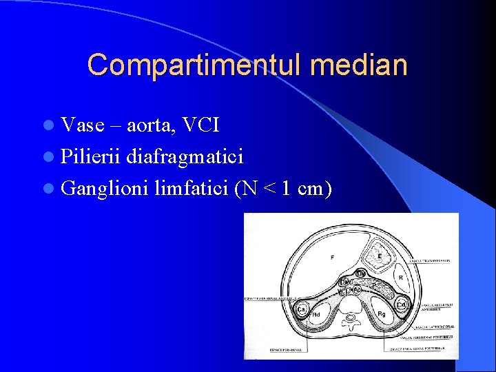 Spaiul retroperitoneal anatomie imagistic Spaiul retroperitoneal l Limite