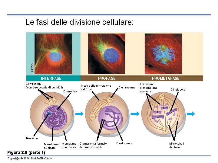 Capitolo 8 Le basi cellulari della riproduzione e
