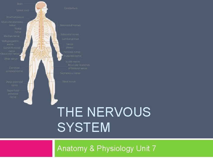 THE NERVOUS SYSTEM Anatomy Physiology Unit 7 What
