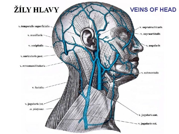 VEINS David Kachlk Josef Stingl Venous circulation low