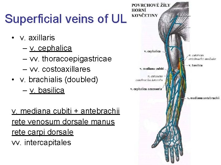 VEINS David Kachlk Josef Stingl Venous circulation low