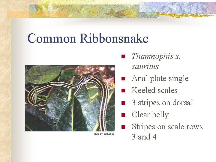 Snakes Order Squamata Suborder Serpentes Keeled and Divided