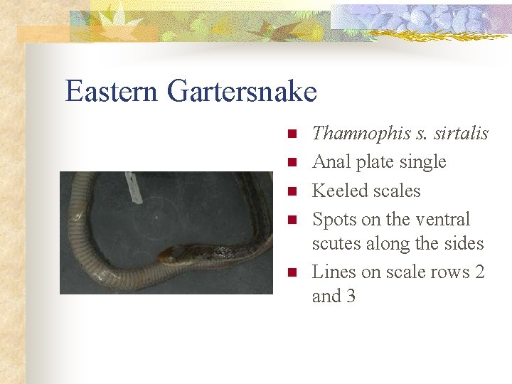 Snakes Order Squamata Suborder Serpentes Keeled and Divided