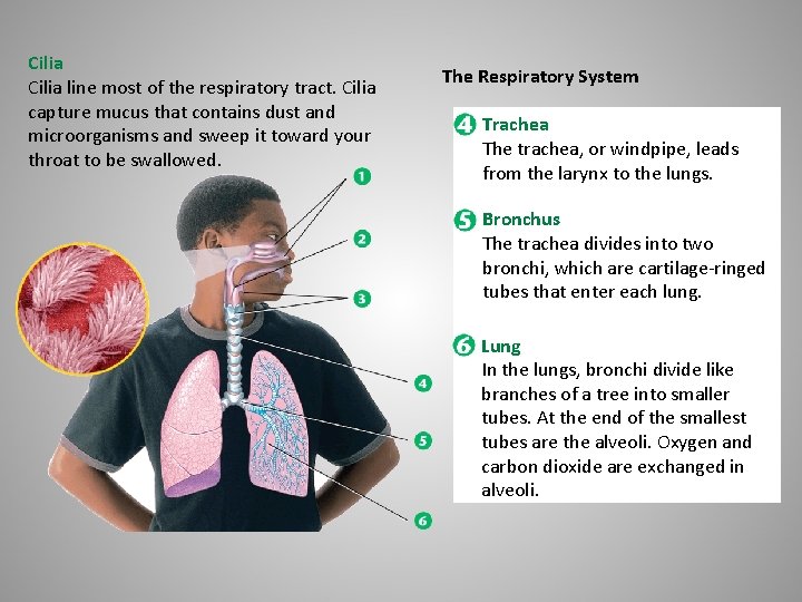 Keeping Your Body Healthy Immune System Respiratory System