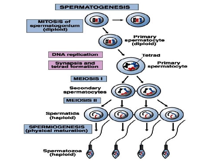 SISTEM REPRODUKSI PADA MANUSIA Reproduksi Setiap mahluk hidup