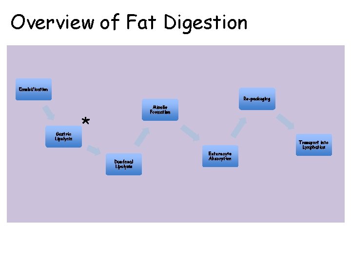 Fat Digestion Bile acid physiology Lipolysis and Micelles
