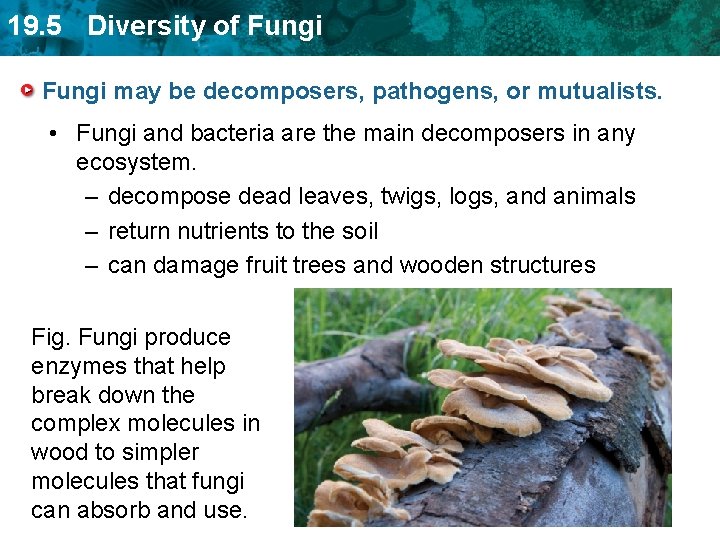 19 5 Diversity of Fungi KEY CONCEPT Fungi