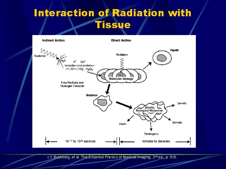 Radiation Biology Robert Metzger Ph D Biologic Effects