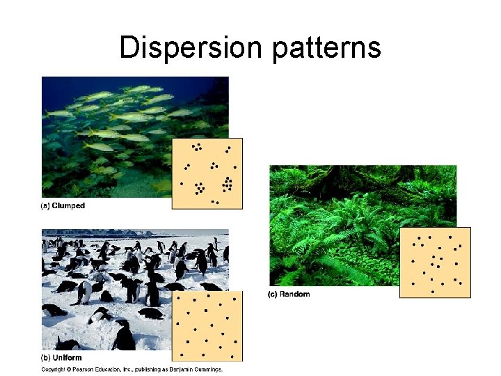 Chapter 19 1 Populations Objectives Explain the difference