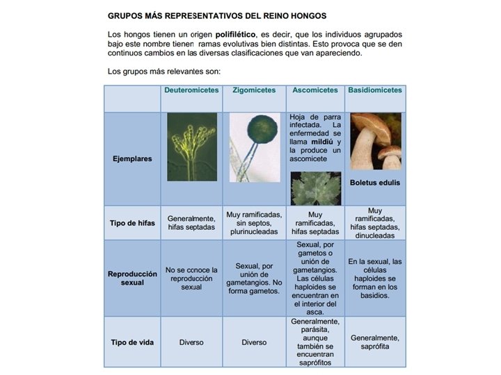 HONGOS Reino fung Biol Natalia Ocampo Fernndez Enero