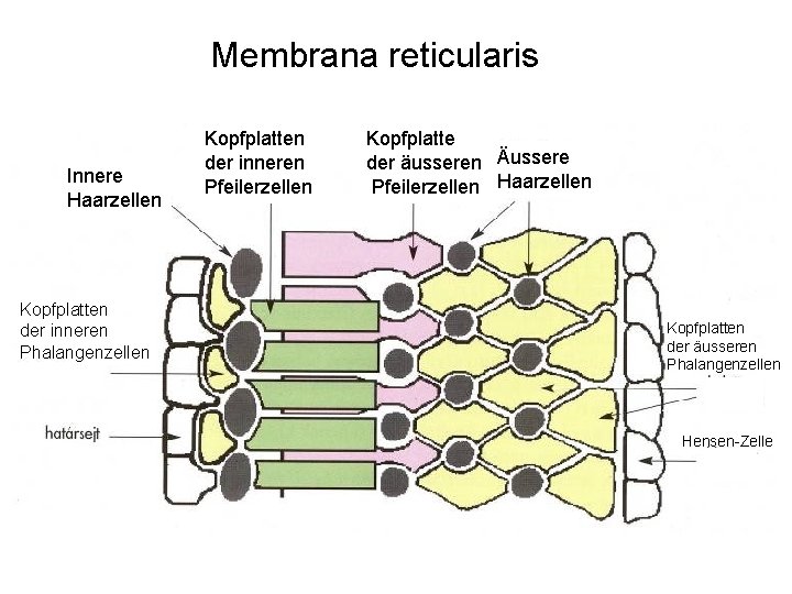 Organum vestibulocochleare Inneres Ohr Corti Organ und Hrbahn