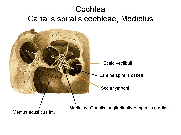 Organum vestibulocochleare Inneres Ohr Corti Organ und Hrbahn