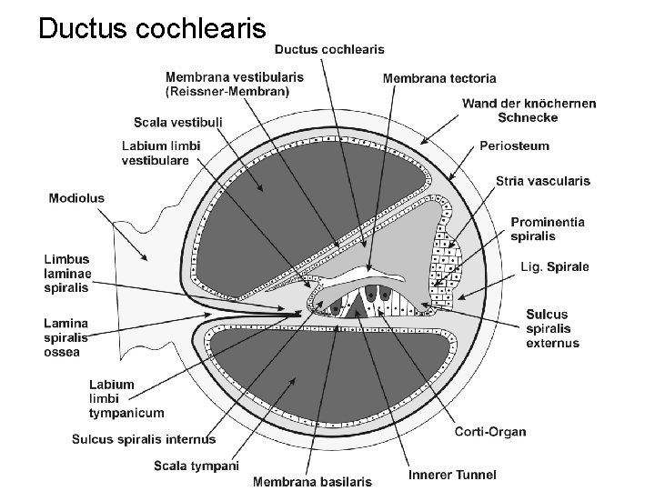 Organum vestibulocochleare Inneres Ohr Corti Organ und Hrbahn