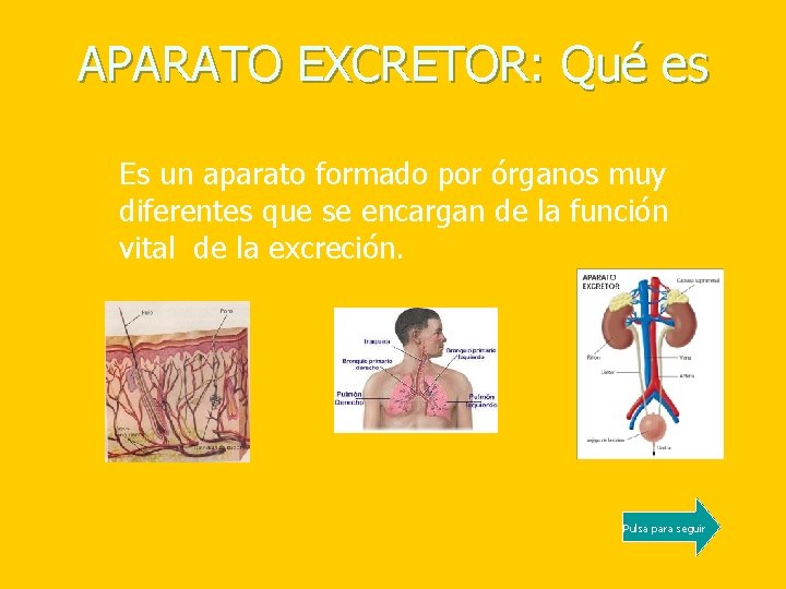 APARATO EXCRETOR Qu es el aparato excretor Para