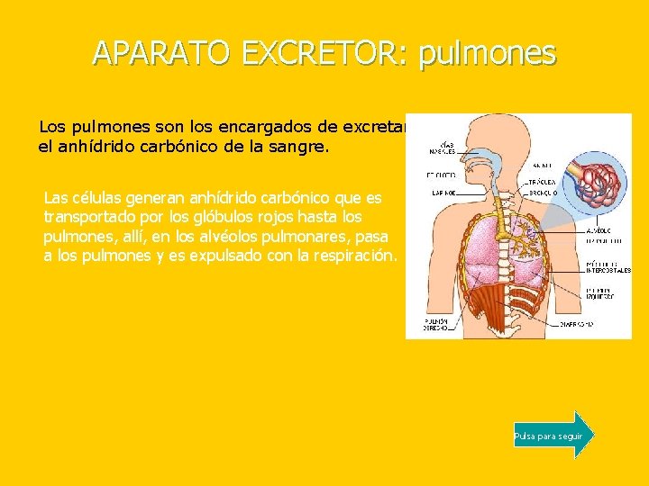 APARATO EXCRETOR Qu es el aparato excretor Para