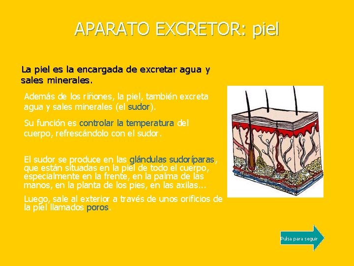 APARATO EXCRETOR Qu es el aparato excretor Para