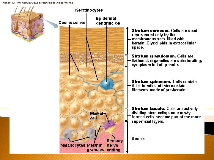 The Integumentary System Also known as The SKIN