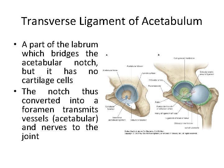 Hip Joint 5 th December 2016 Anatomy Lecture