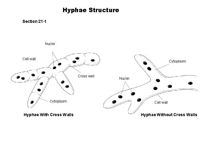MIKOLOGI Struktur Morfologi dan sifat pertumbuhan jamur Roslaili