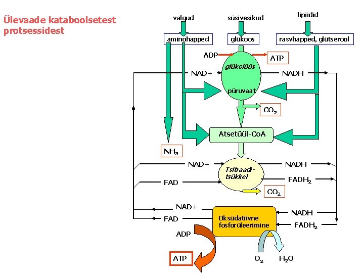 Metabolism ja bioenergeetika 1 2 3 4 Biokeemiliste