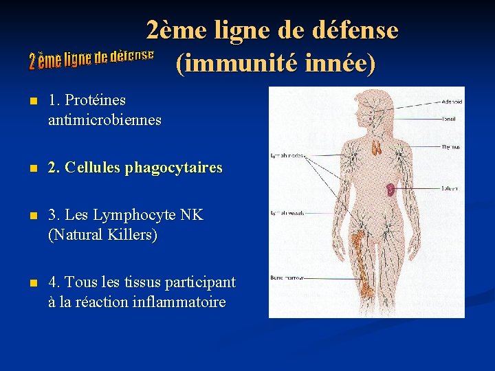 Cellules sanguines et inflammation Description Fonction Les ATTAQUANTS