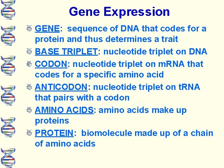 Protein Synthesis Transcription How is m RNA created
