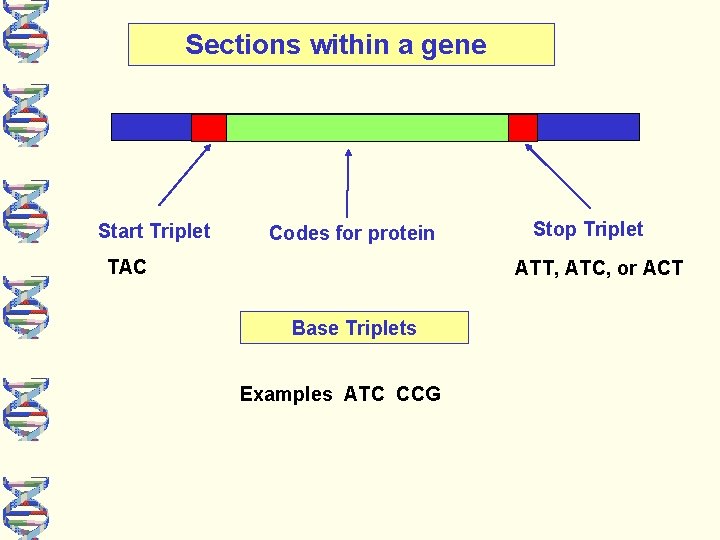 Protein Synthesis Transcription How is m RNA created