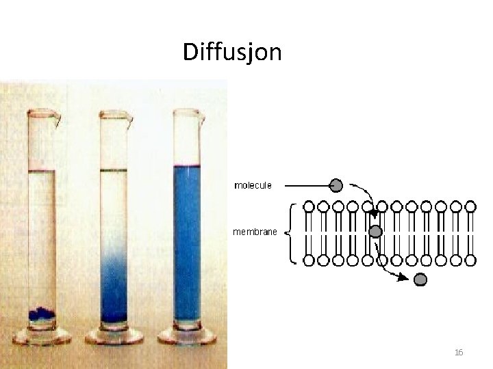 Anatomi fysiologi og biokjemi Temadag del 2 Jacqueline