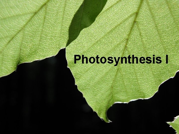 EOC Review 3 Photosynthesis Cell Respiration DNA Mitosis