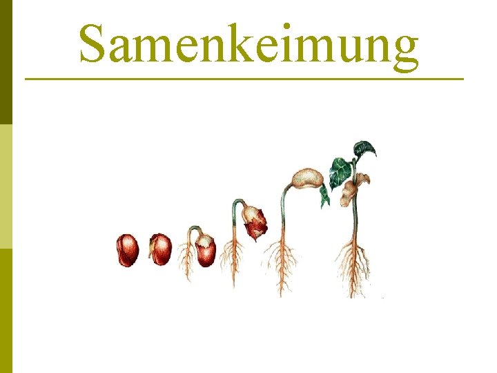 Samenkeimung Samenkeimung Samen Allgemein p Samenaufbau p Induzierung