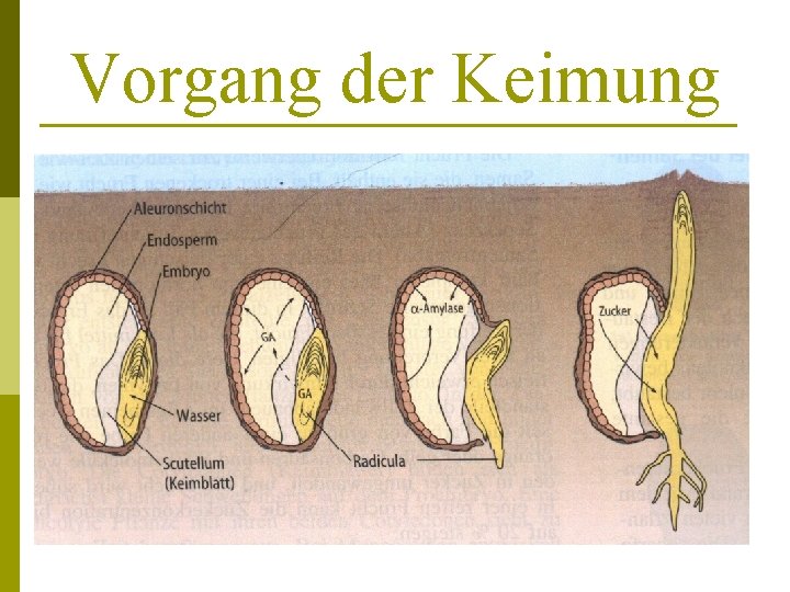 Samenkeimung Samenkeimung Samen Allgemein p Samenaufbau p Induzierung