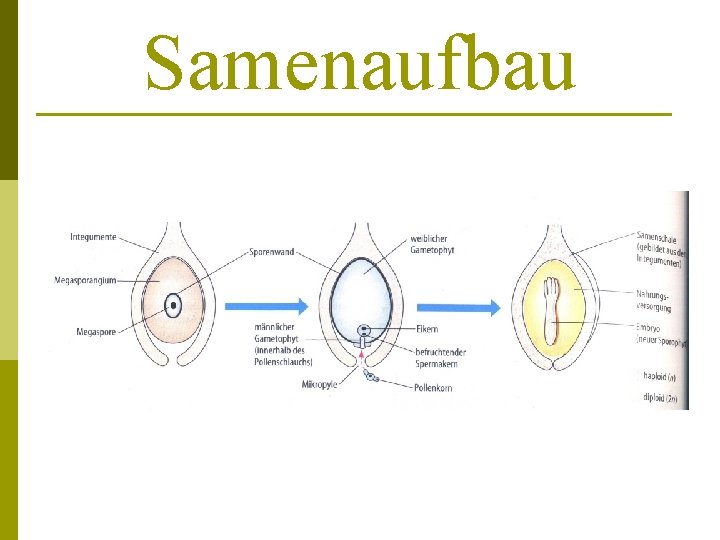 Samenkeimung Samenkeimung Samen Allgemein p Samenaufbau p Induzierung