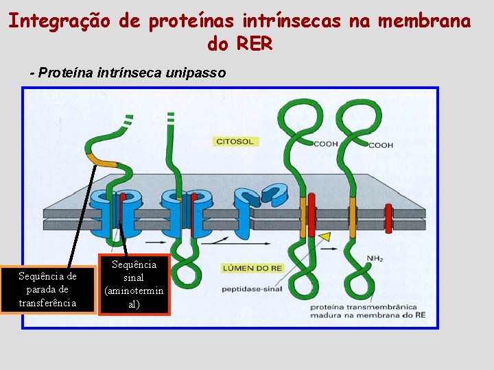 Sistema vacuolar Profa Glaura Scantamburlo Fernandes Instituto de