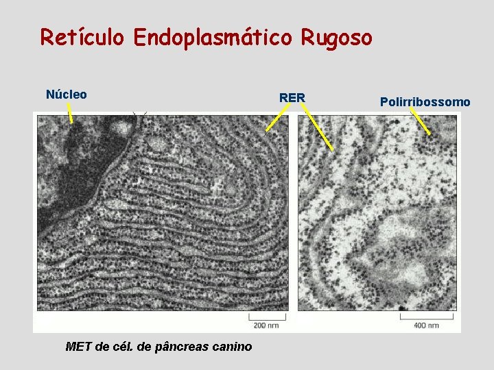 Sistema vacuolar Profa Glaura Scantamburlo Fernandes Instituto de