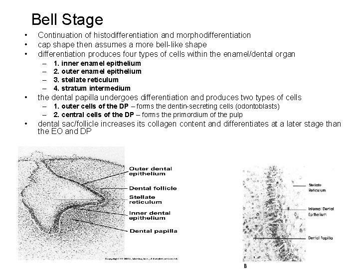 Tooth Development Odontogenesis Dentition Primary dentition develops during