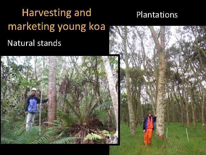 Harvesting and marketing young koa Natural stands Plantations