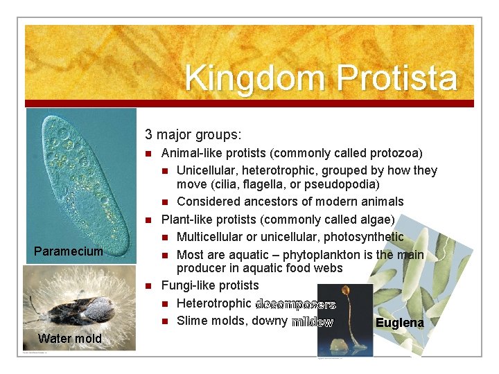 The 6 Kingdoms of Life plus Viruses Kingdom