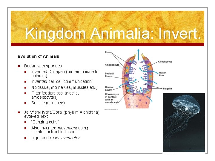 The 6 Kingdoms of Life plus Viruses Kingdom