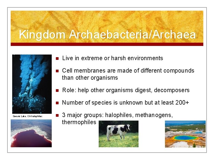 The 6 Kingdoms of Life plus Viruses Kingdom