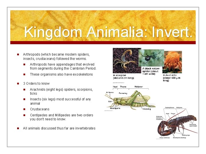 The 6 Kingdoms of Life plus Viruses Kingdom