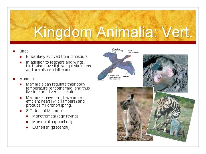 The 6 Kingdoms of Life plus Viruses Kingdom