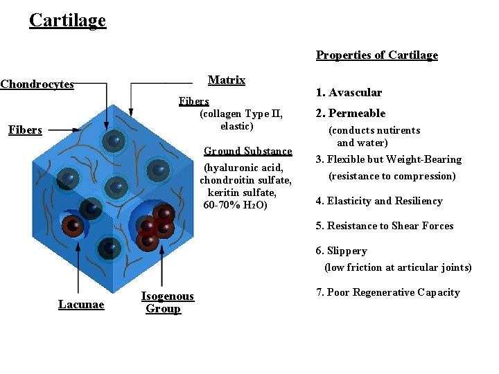 Cartilage Properties of Cartilage Matrix Chondrocytes Fibers collagen
