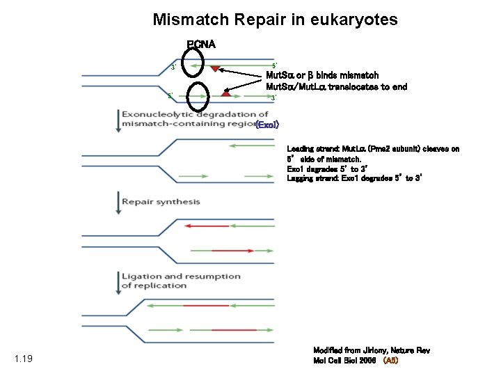 Lecture 1 DNA damage Damage Reversal Base excision
