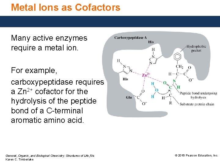 20 6 Enzyme Cofactors and Vitamins The ribbon