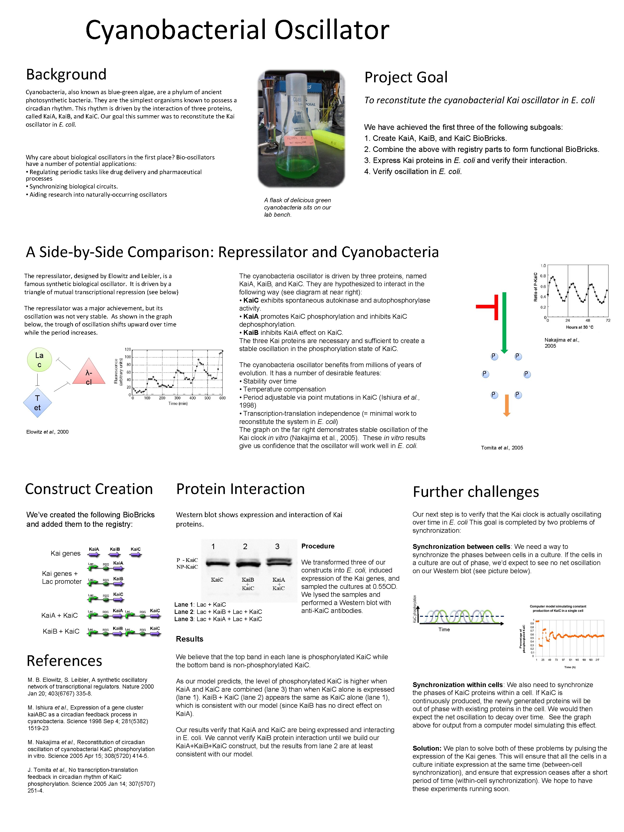Cyanobacterial Oscillator Background Project Goal Cyanobacteria also known