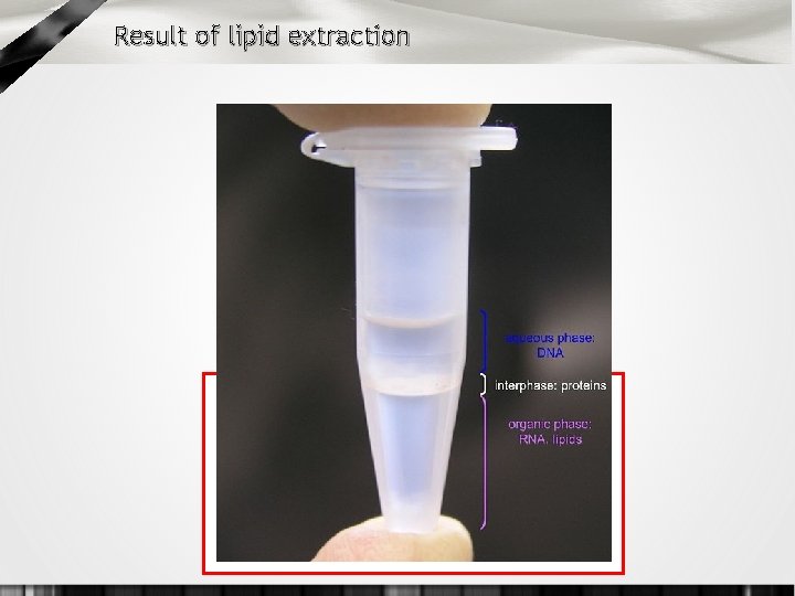 Lipid extraction from animal and plant tissues Qualitative