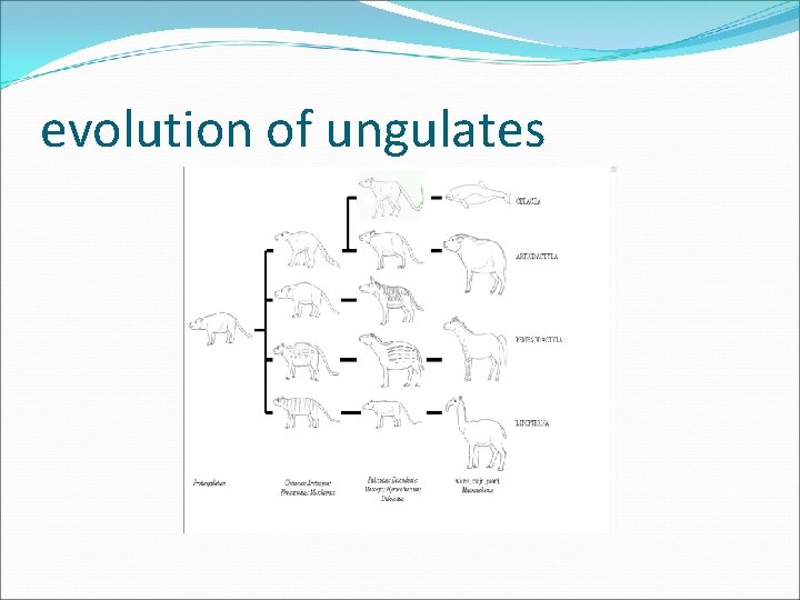 The adaptive significance of hooves in Ungulates Eyerusalem