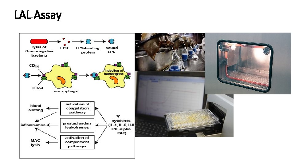 2017 MiniBioman Drug Product Manufacturing Day 1 Overview